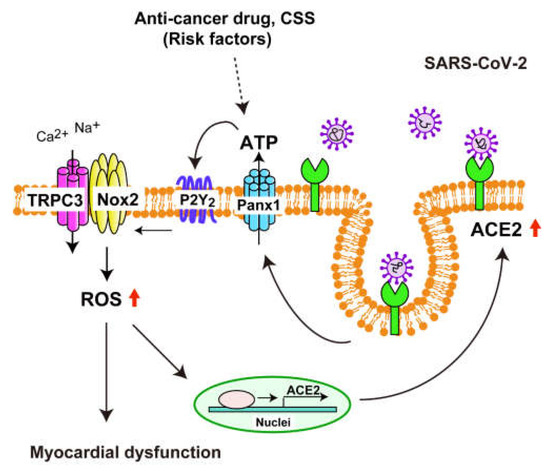 TRPC3-Nox2 Protein Complex Formation Increases the Risk of SARS-CoV-2 ...
