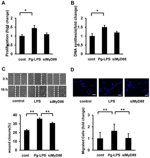 Porphyromonas gingivalis Lipopolysaccharides Promote Proliferation and ...