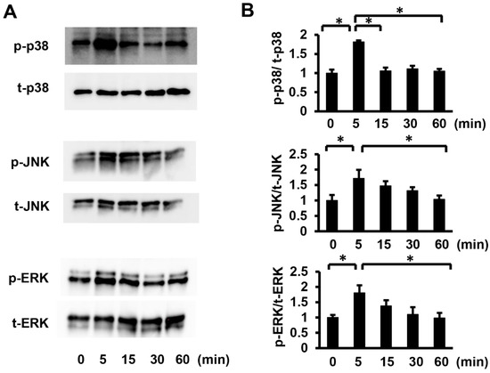 Porphyromonas gingivalis Lipopolysaccharides Promote Proliferation and ...