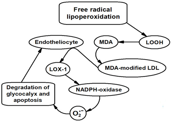 Malondialdehyde as an Important Key Factor of Molecular Mechanisms of ...