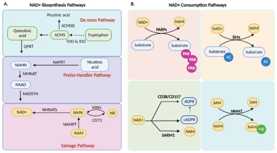 Roles of NAD+ in Acute and Chronic Kidney Diseases