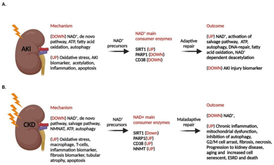 Roles of NAD+ in Acute and Chronic Kidney Diseases