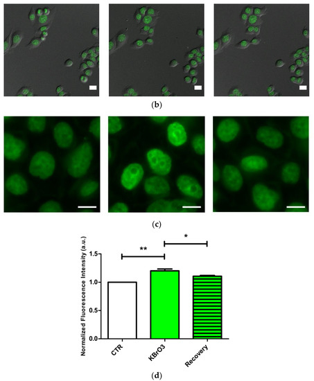 Oxidative Stress and Nuclear Reprogramming: A Pilot Study of the ...