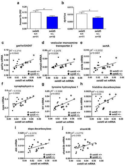CRISPR/Cas9-Induced Inactivation of the Autism-Risk Gene setd5 Leads to ...