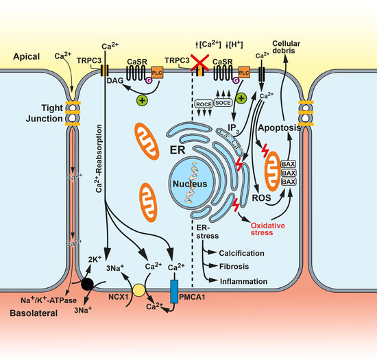 TRPC Channels in the Physiology and Pathophysiology of the Renal ...