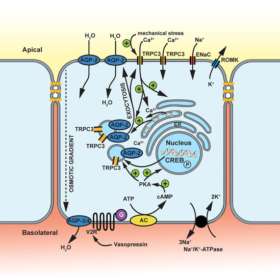TRPC Channels in the Physiology and Pathophysiology of the Renal ...