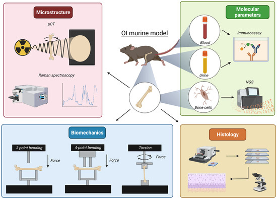 Murine Animal Models in Osteogenesis Imperfecta: The Quest for ...