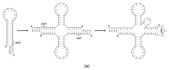The Origin of Translation: Bridging the Nucleotides and Peptides