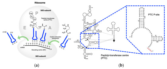 The Origin of Translation: Bridging the Nucleotides and Peptides