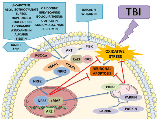 Nrf2 Activation: Involvement in Central Nervous System Traumatic Injuries. A Promising ...