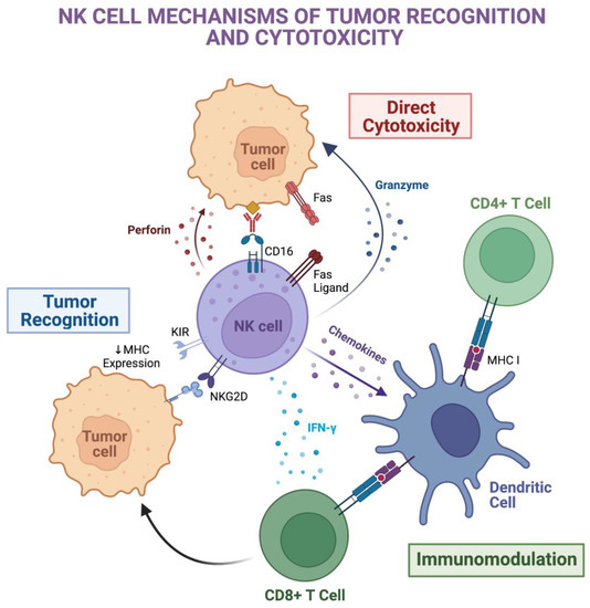 Leveraging Natural Killer Cell Innate Immunity against Hematologic Malignancies: From Stem Cell ...