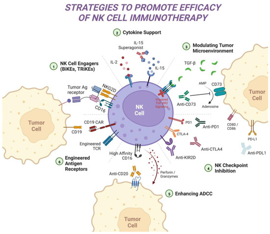 Leveraging Natural Killer Cell Innate Immunity against Hematologic ...