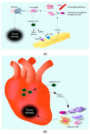 The Potential Importance of CXCL1 in the Physiological State and in ...