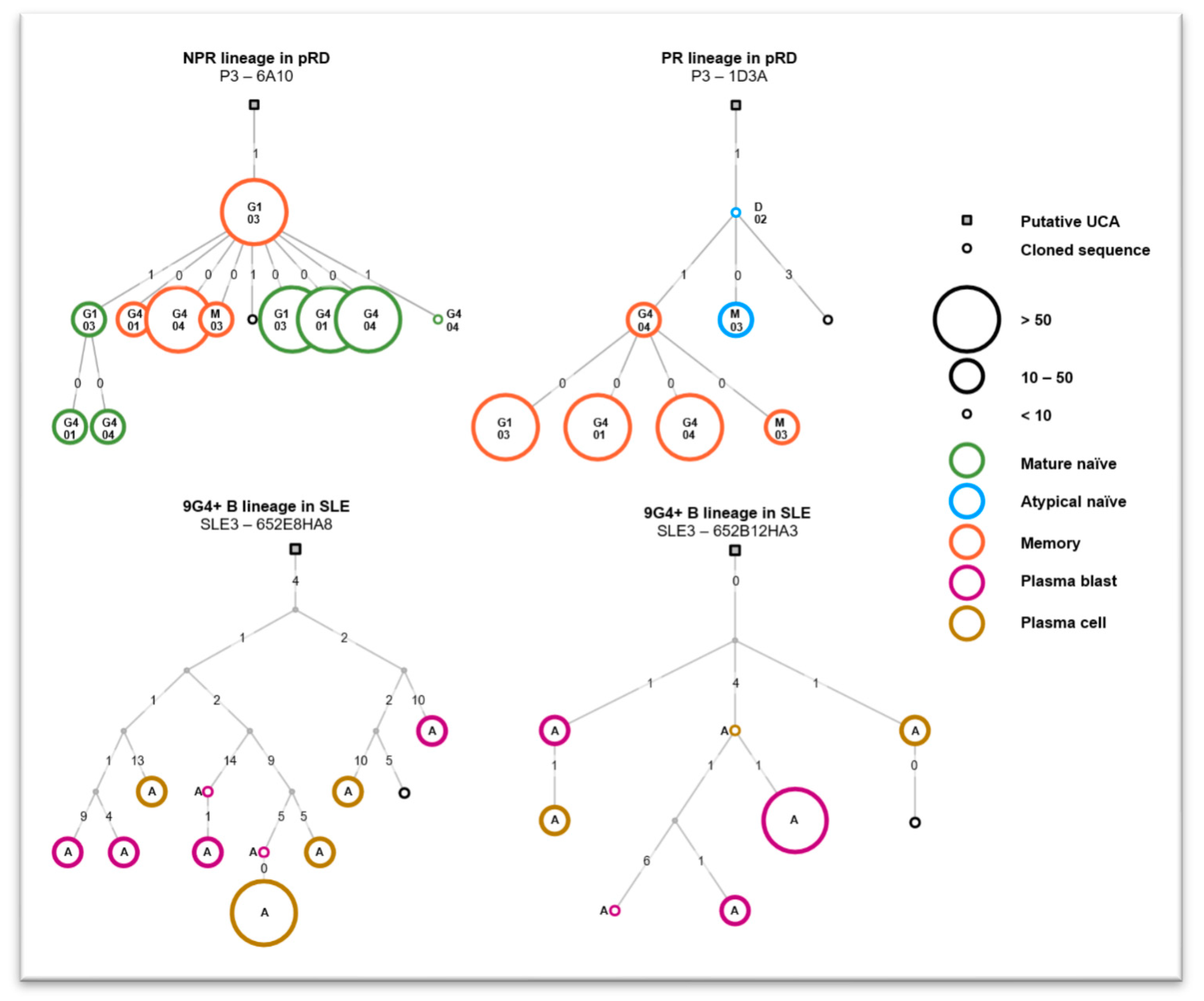 Lineage Reconstruction of In Vitro Identified Antigen-Specific ...