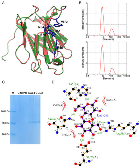 Coprinopsis cinerea Galectin CGL1 Induces Apoptosis and Inhibits Tumor ...