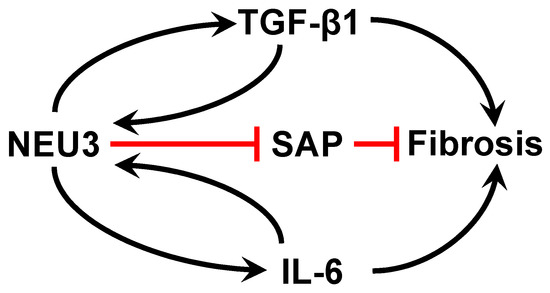 Inhibitors of the Sialidase NEU3 as Potential Therapeutics for Fibrosis