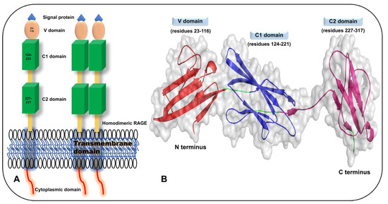 RAGE Inhibitors for Targeted Therapy of Cancer: A Comprehensive Review