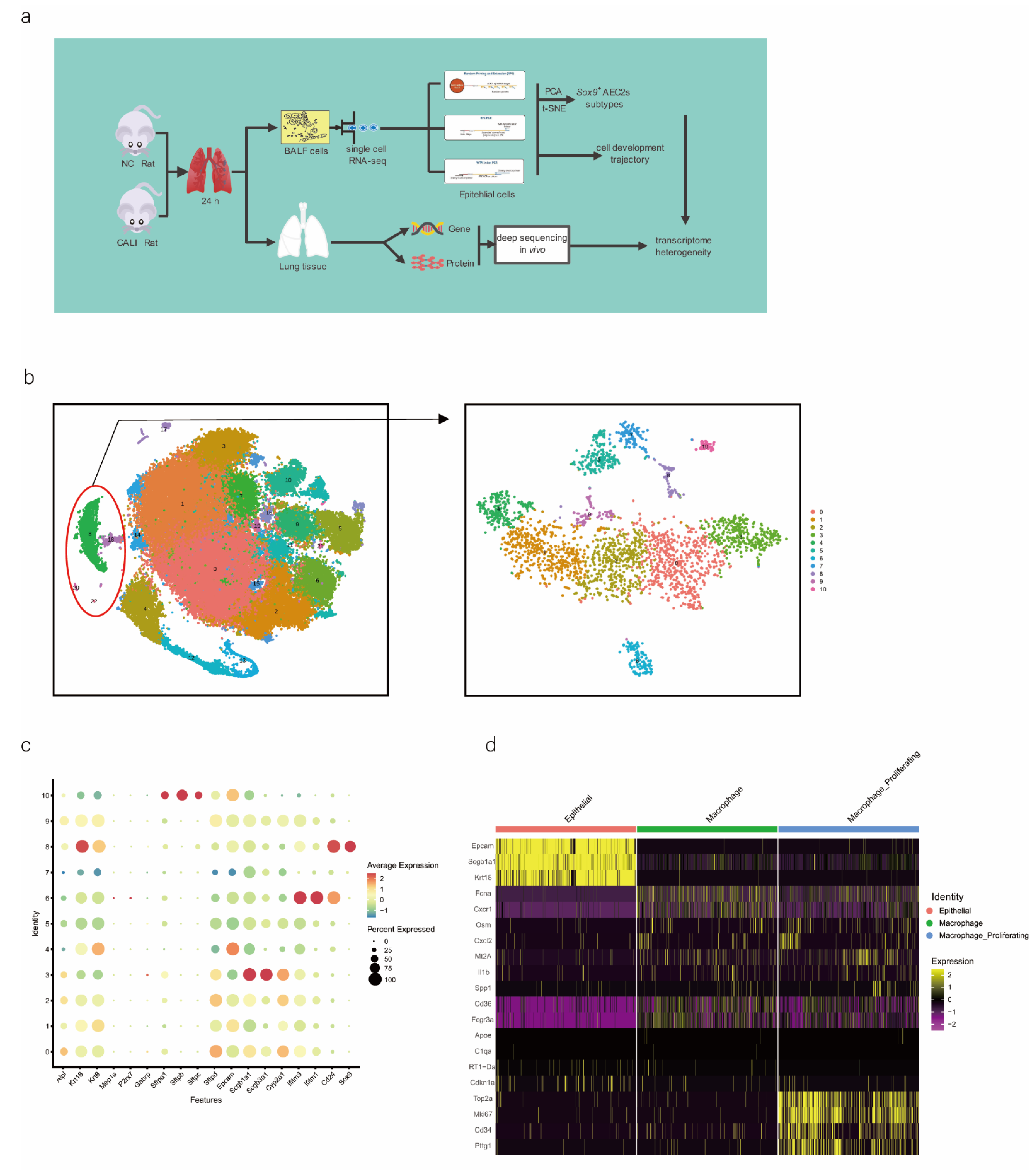 IJMS | Free Full-Text | Single-Cell RNA-Sequencing Reveals Epithelial ...