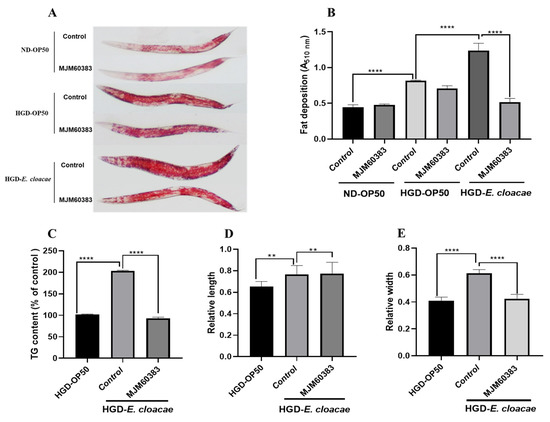 Lactobacillus pentosus MJM60383 Inhibits Lipid Accumulation in ...