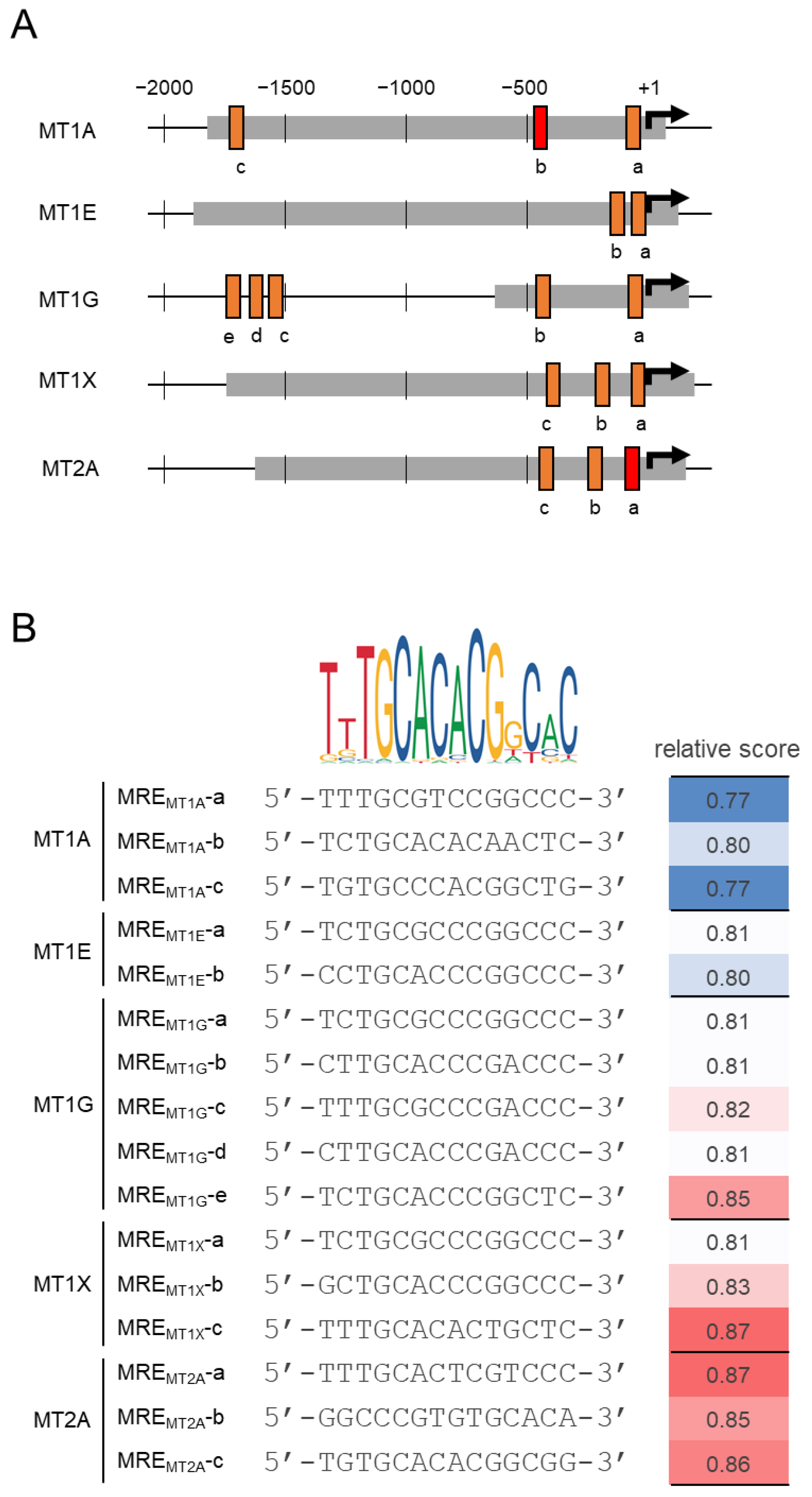 The Difference in Zinc Concentrations Required for Induction among ...