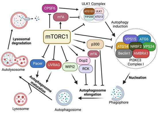 The Importance of mTORC1-Autophagy Axis for Skeletal Muscle Diseases