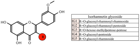 Anti-Obesity Effects of Isorhamnetin and Isorhamnetin Conjugates