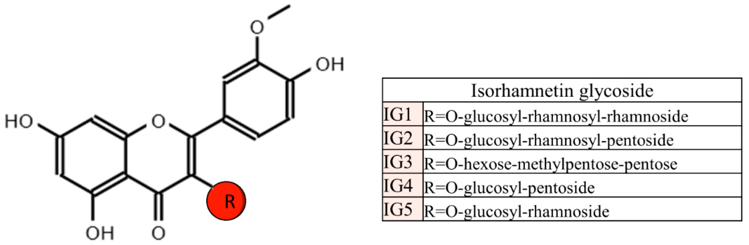 Anti-Obesity Effects of Isorhamnetin and Isorhamnetin Conjugates