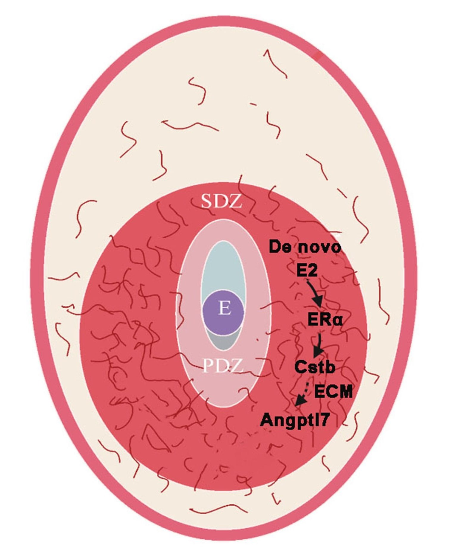 IJMS | Free Full-Text | Expression and Regulation of a Novel Decidual ...