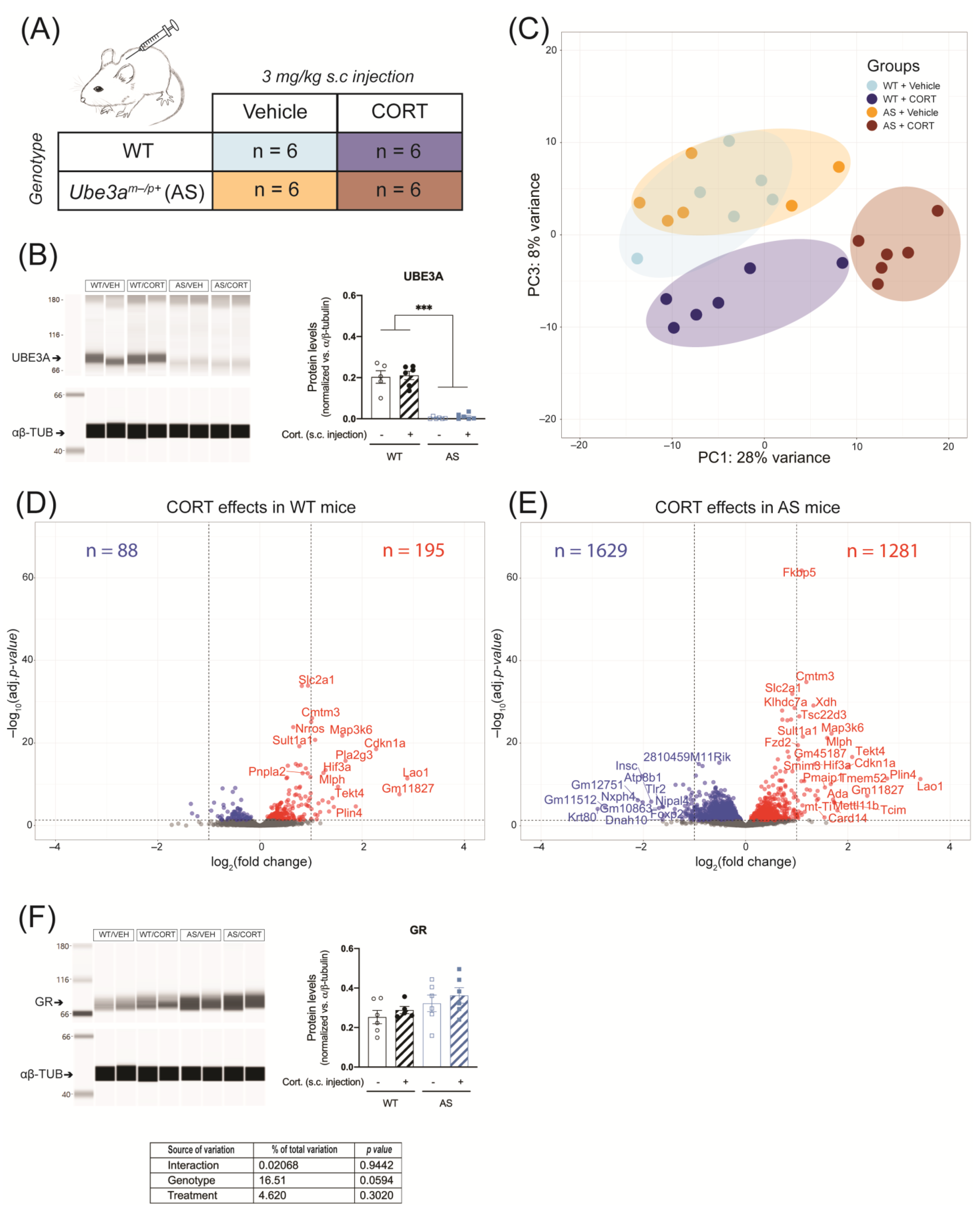 The Hippocampal Response to Acute Corticosterone Elevation Is Altered ...