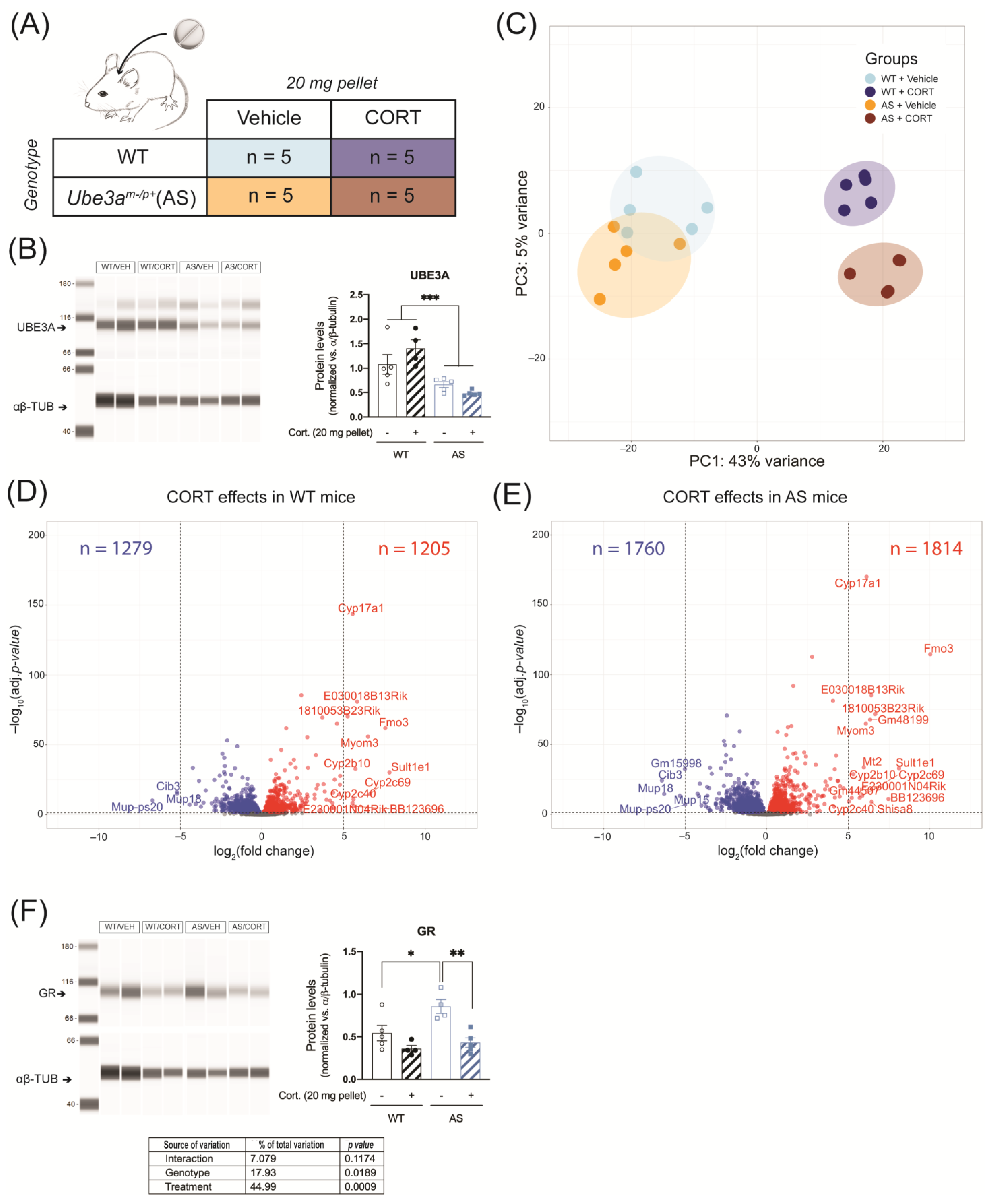 The Hippocampal Response to Acute Corticosterone Elevation Is Altered ...
