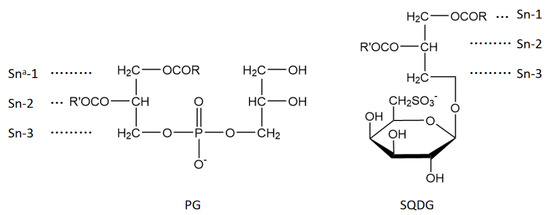 Role of Thylakoid Lipids in Protochlorophyllide Oxidoreductase ...