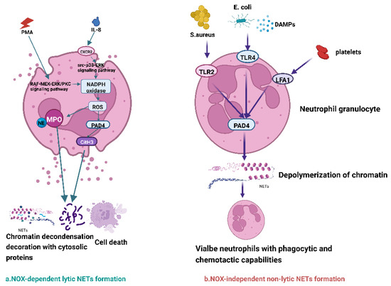 Emerging Role of Neutrophil Extracellular Traps in Gastrointestinal ...