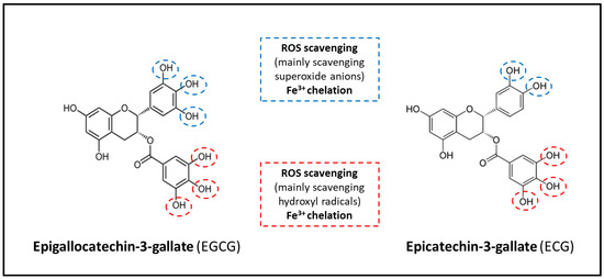IJMS | Free Full-Text | Therapeutic Effects of Green Tea Polyphenol (‒)-Epigallocatechin-3 ...