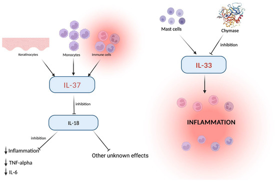 Ijms Free Full Text Il 33 And Il 37 A Possible Axis In Skin And