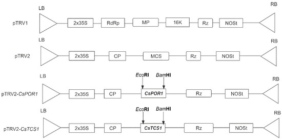 IJMS | Free Full-Text | Establishment of a Virus-Induced Gene-Silencing ...