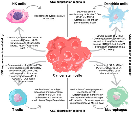 The Role of Cancer Stem Cells and Their Extracellular Vesicles in the ...