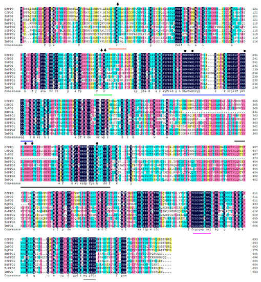 IJMS | Free Full-Text | Prophenoloxidase of Odontotermes formosanus ...