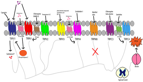 Transient Receptor Potential Channels and Itch