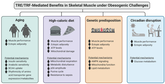A Skeletal Muscle-Centric View on Time-Restricted Feeding and Obesity ...