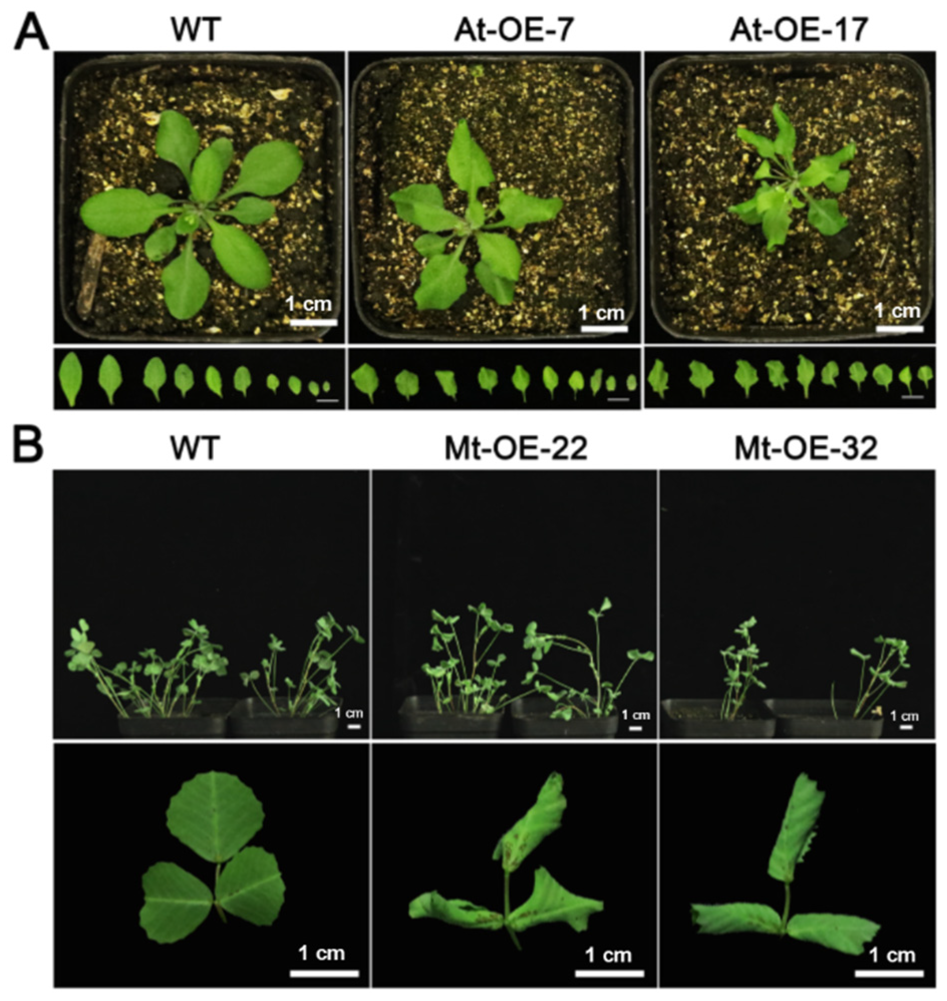 Overexpression of Mtr-miR319a Contributes to Leaf Curl and Salt Stress ...