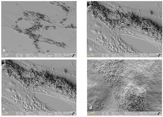 A Simple Protocol for Sample Preparation for Scanning Electron ...