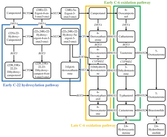 Brassinosteroid Promotes Grape Berry Quality-Focus on Physicochemical ...