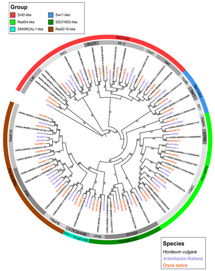 Genome-Wide Analysis of Snf2 Gene Family Reveals Potential Role in ...