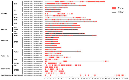 Genome-Wide Analysis of Snf2 Gene Family Reveals Potential Role in ...