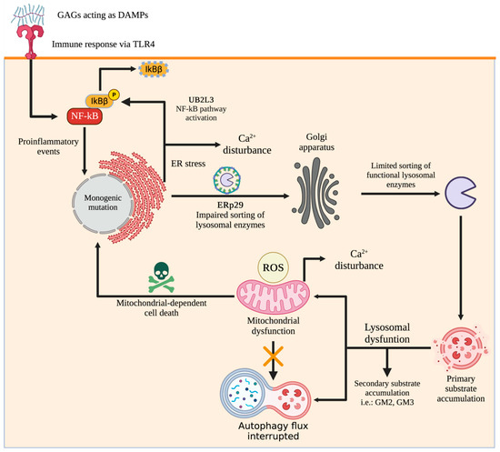 Mucopolysaccharidoses: Cellular Consequences of Glycosaminoglycans ...