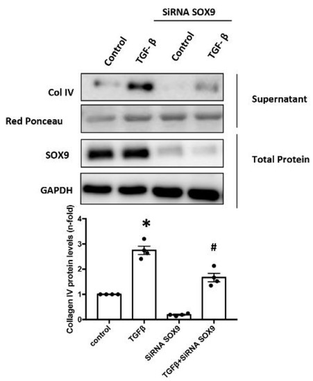 Type IV Collagen and SOX9 Are Molecular Targets of BET Inhibition in ...