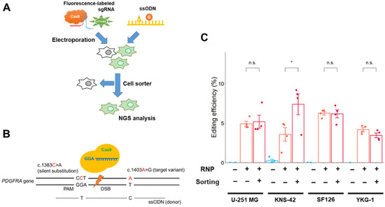 IJMS | Free Full-Text | Genome Editing Using Cas9 Ribonucleoprotein Is ...