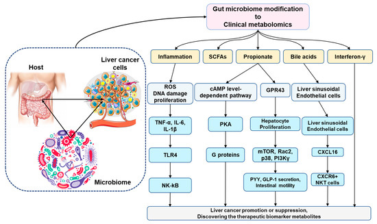 Microbiome and Metabolomics in Liver Cancer: Scientific Technology