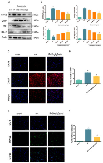 Geraniol-Mediated Suppression of Endoplasmic Reticulum Stress Protects against Cerebral Ischemia ...