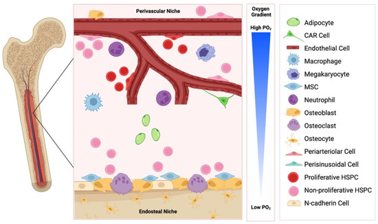 Bone Marrow Microenvironment as a Source of New Drug Targets for the ...